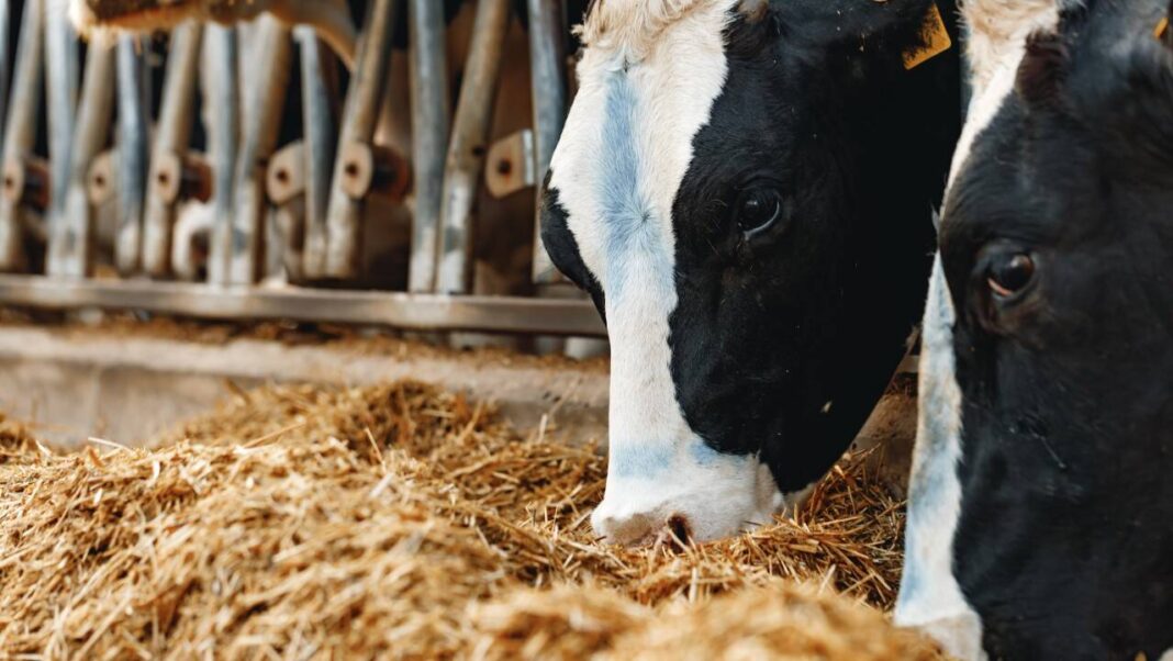 O muscă parazit care se hrănește cu animale cu sânge cald a fost ...