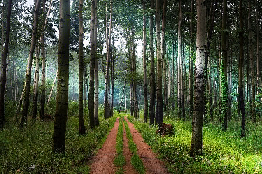 Excursionistă germană, găsită în viață după 12 zile de dispariție în ...