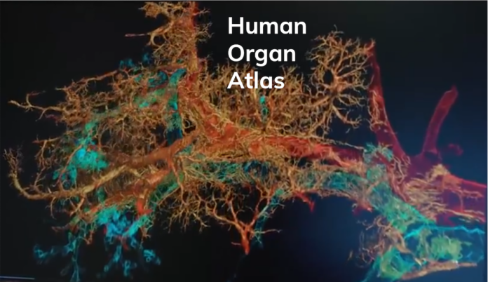 Human Organ Atlas, 'Google Earth' al corpului uman. Cum arată organele ...