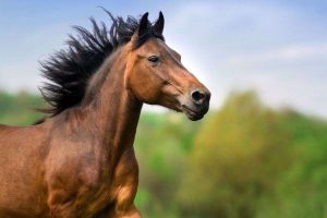 Crimeea ajunge să utilizeze cai din cauza lipsei de combustibil ...