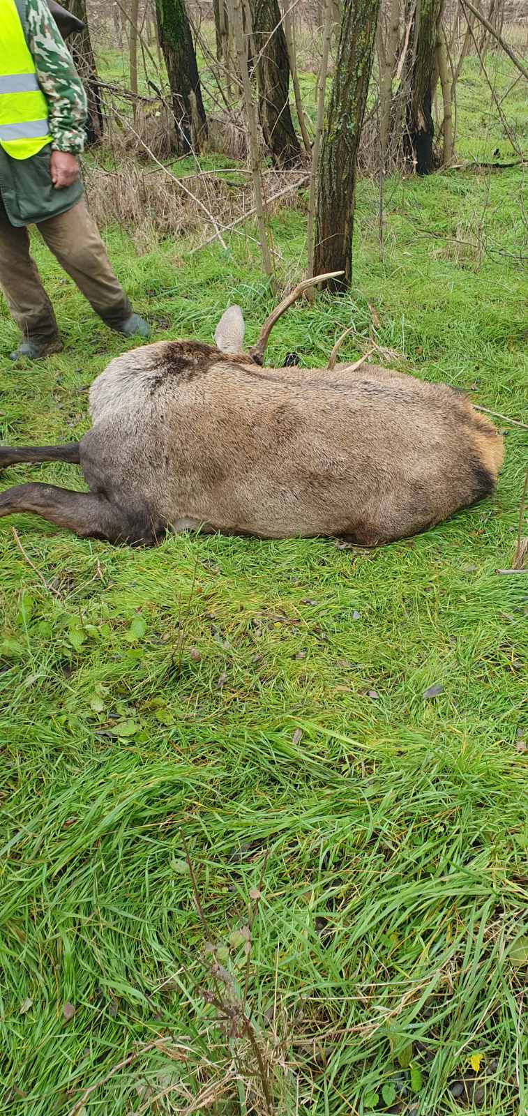 Un cerb nobil a fost împușcat la Călărași. Poliția, pe urmele ...