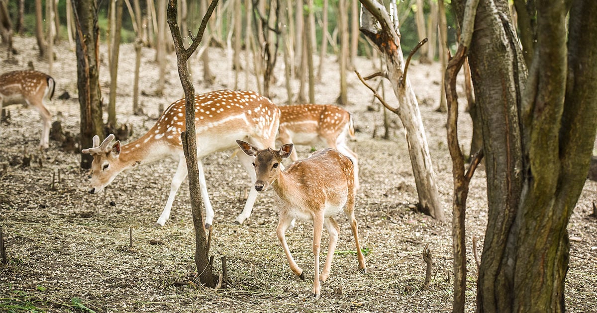 În Codrii Moldovei, cerbii pătaţi au depăşit de zece ori norma ...
